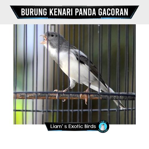 Jual Burung Kenari AF Panda Gacor Istimewa - Jakarta Timur ...