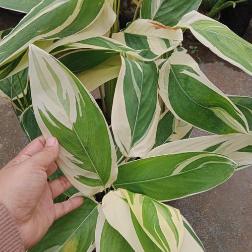Jual tanaman hias calatea varigata, tanaman indoor tanaman varigata ...