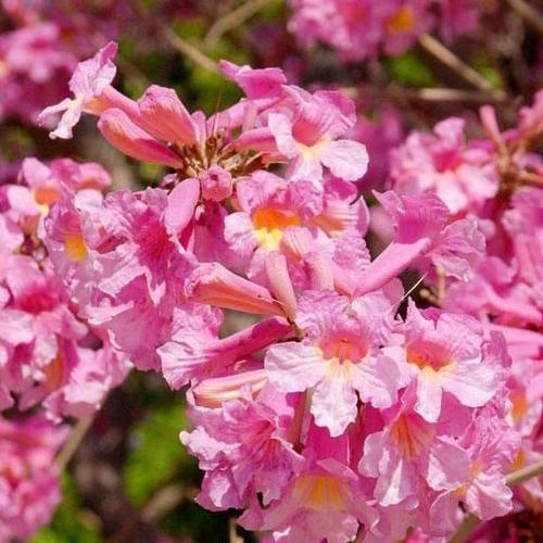Jual Benih Bibit Biji - Pohon Bunga Tabebuya Merah Muda Tabebuia rosea ...