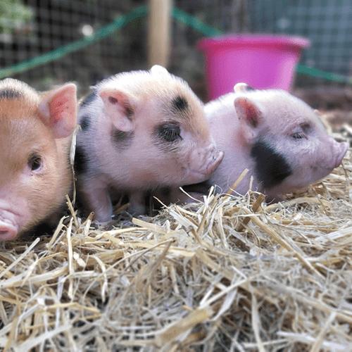 Jual Micro Pig | Mini Pig | Babi Mini Lucu & Super Jinak - Kota ...