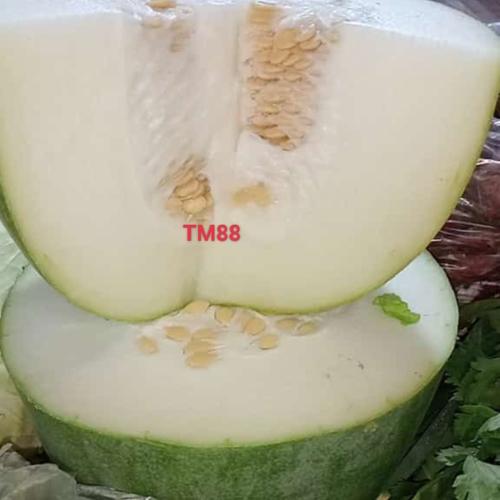 Jual BUAH KUNDUR/BUAH BLIGO/TUNG KUA/WINTER MELON - Jakarta Barat ...