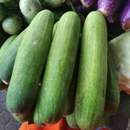 Jual Bibit Sayur Timun Lalap Hibrida - Benih Sayuran - Timun - Kota ...