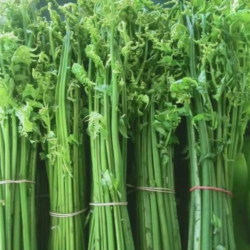 Jual sayur pakis perikat yang segar - Jakarta Barat - Berkah ...