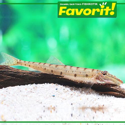 Jual Horseface Loach Ikan Hias Aquascape Muka Kuda Hiasan Aquarium ...