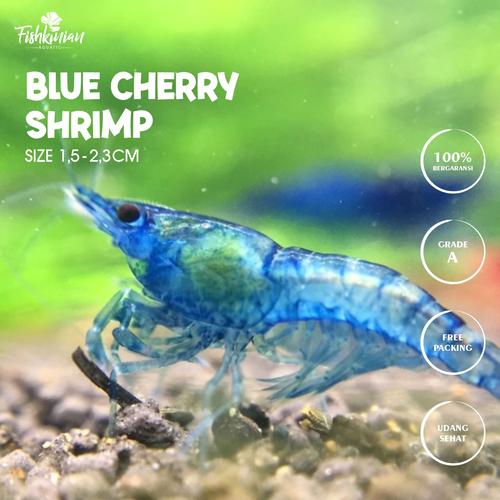 Jual Udang Hias Biru Aquascape Aquarium - BLUE CHERRY SHRIMP - Kota ...