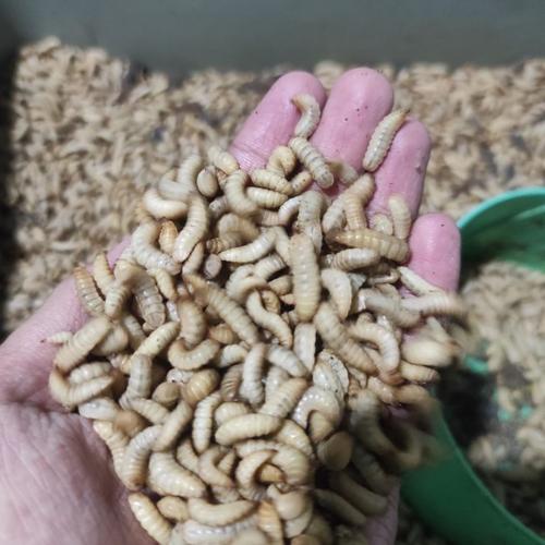 Jual Maggot Magot BSF Hidup Fresh 100 gr Umpan Pancing, Pakan Ikan ...
