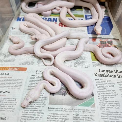 Jual retic super phantom / lucy blue eyes - Kab. Bandung - INDEXAN ...