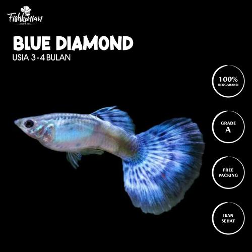 Promo Ikan Hias Air Tawar - GUPPY BLUE DIAMOND - male - Kota Tangerang ...