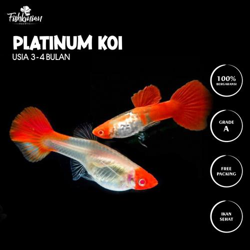 Promo kan Hias Air Tawar - GUPPY PLATINUM KOI - female - Kota Tangerang Selatan ...