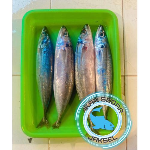 Jual Ikan Layang Jumbo Segar dan Fresh - 500 Gram, Potong 3 - Jakarta ...