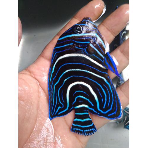 Jual BLUESTONE Koran - Ikan Hias Aquarium Air Laut - M - Kota Depok ...