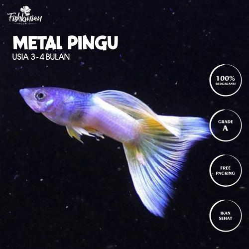 Promo Ikan Hias Air Tawar - GUPPY METAL PINGU - male - Kota Tangerang ...