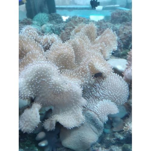 Jual PAYUNGAN - Coral / Terumbu Karang / Reef Tank - Kota Depok - Vijay ...