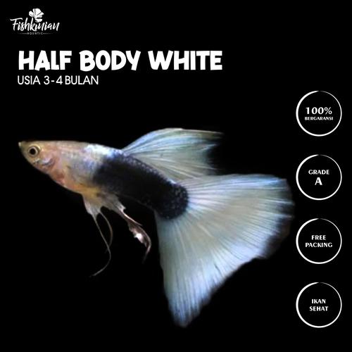 Promo Ikan Hias Air Tawar - GUPPY HALF BODY (HB) WHITE - male - Kota ...