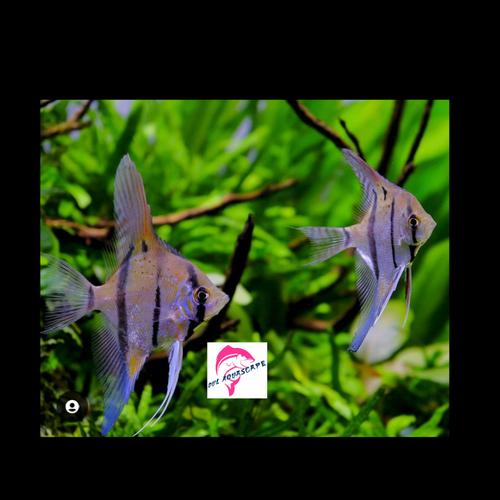 Jual ikan hias manfish altum aquascape - Kota Tangerang Selatan - dul ...