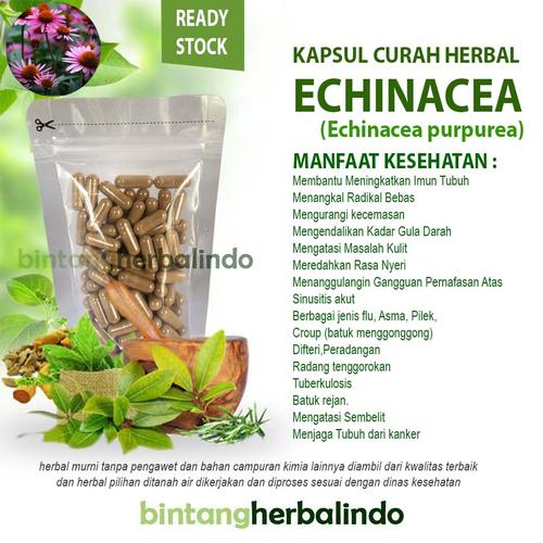 Promo Kapsul Echinacea Extract Imun Tubuh Sinusitis Gula Darah Asma 100 ...