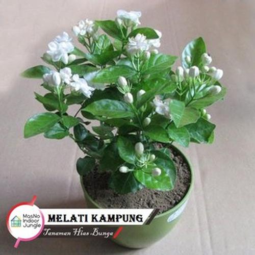 Jual bibit melati kampung wangi - tanaman bunga melati - Kota Batu ...