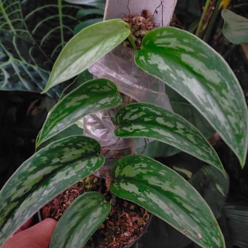 Jual Tanaman Scindapsus SP Kalimantan - Pot 1 - Kab. Kapuas Hulu ...