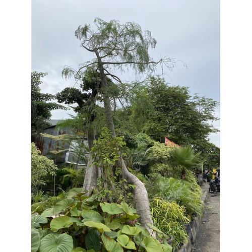 Jual Tanaman Moringga Tinggi 2,5 meter - Jakarta Barat - little Bali ...