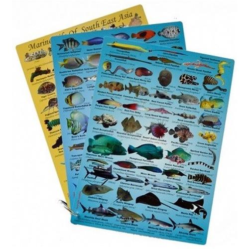 Jual Fish Slate Deluxe Panduan Diver Guide Diving Identifikasi Ikan ...