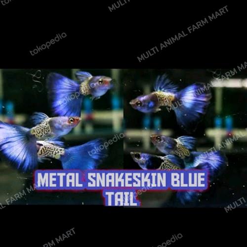 Jual ikan guppy metal snake skin blue tail - JANTAN - Kota Bandung - MULTI ANIMAL FARM MART ...
