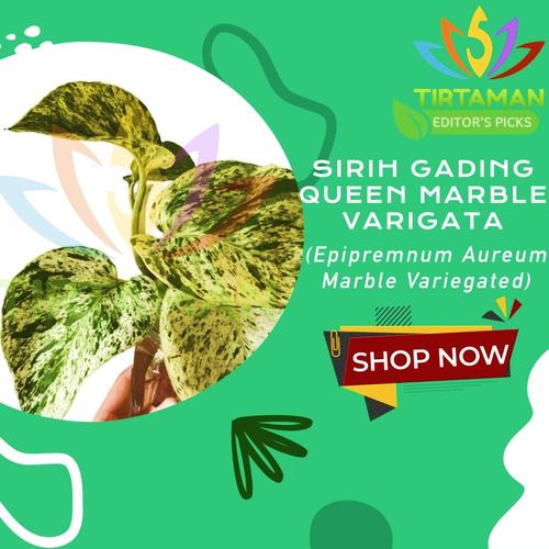 Promo Sirih Gading Marble Pothos Variegata / Epipremnum Aureum Varigata ...
