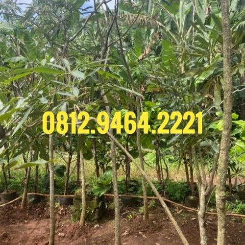 Jual Pohon Tabebuya Bunga Kuning Rimbun Minimalis Murah - Jakarta Utara ...