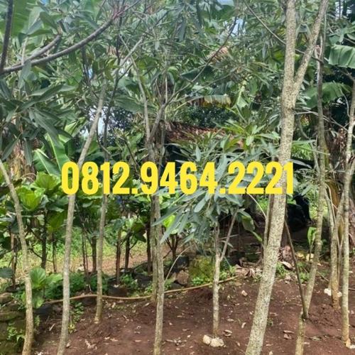 Jual Pohon Tabebuya Bunga Kuning Tinggi Rimbun Minimalis - Jakarta ...