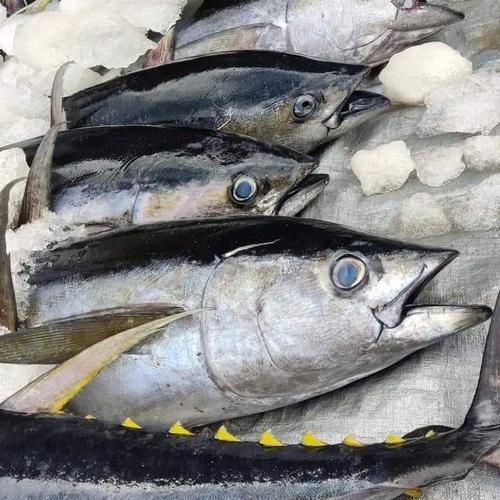 Jual kama tuna/rahang tuna segar frozen 1kg - Jakarta Utara - warung ...