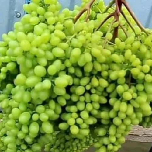 Jual Bibit Anggur Import Holiodor Grafting Seedless - Tanpa Biji - Kota ...