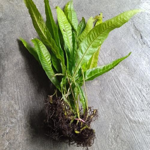 Jual Kadaka java fern tanaman aquascape - Jakarta Barat - Go Aquatic ...