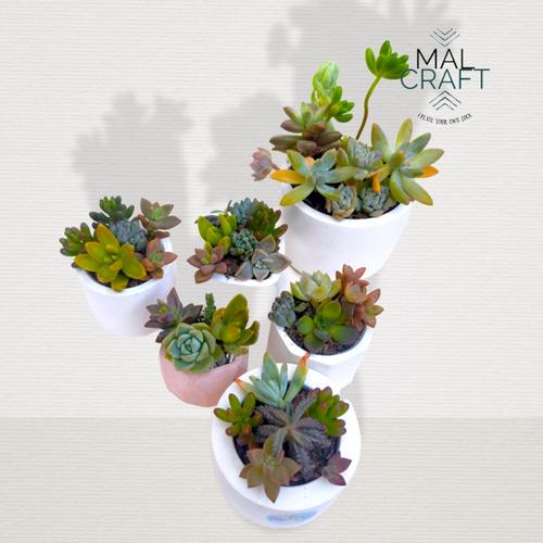 Jual Paket mix sukulen mini isi 5-7tanaman + pot +metan siap pajang ...