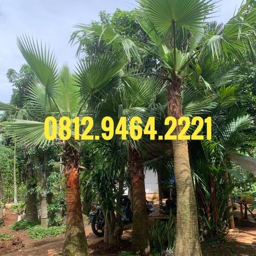 Jual Pohon Palem Sadeng Minyak - Jakarta Utara - Taman Forest Hijau ...