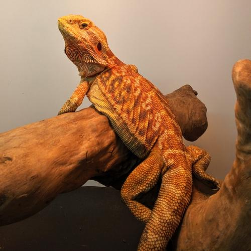 Jual bearded dragon red leatherback female - Kota Tangerang - Animal ...