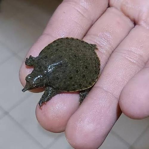 Jual kura kura labi labi bulus - Jakarta Barat - ikan hias omboy ...