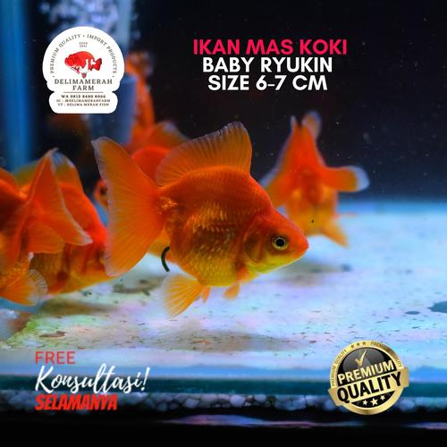 Jual IKAN MAS KOKI RYUKIN BABY RW SIZE 6 CM IMUT-IMUT GOOD COLOR ...