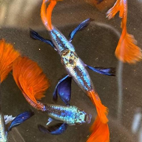 Jual guppy ikan prtde/ guppy platinum red dumbo ear - Kab. Bogor ...