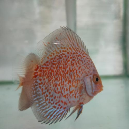 Jual Discus Snow white leopard - Kab. Bogor - SNW discus | Tokopedia