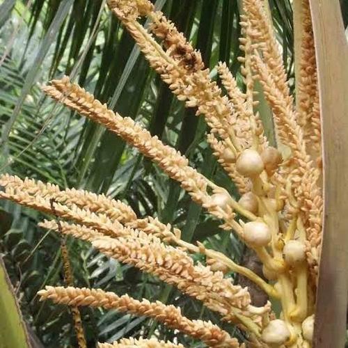 Jual Manggar Bunga Buah Kelapa Muda Segar Utuh Kuncup/Bonggol 10 ...