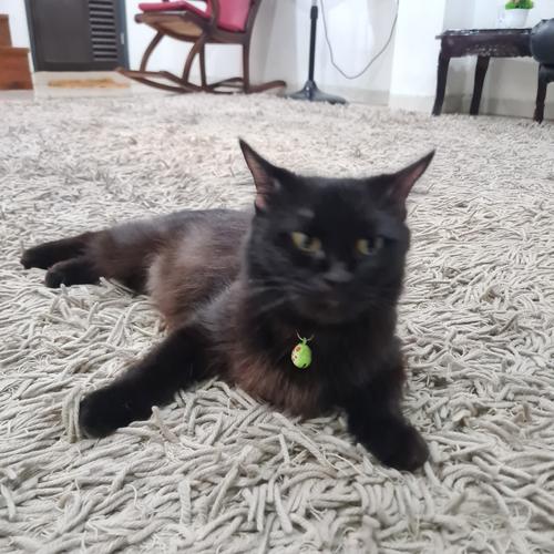 Jual kucing mixdome adopt - Jakarta Utara - gesa mandiri | Tokopedia