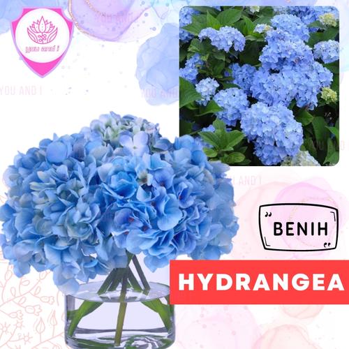 Jual Benih HYDRANGEA BLUE - Biji Bibit Bunga Bokor - Kab. Purwakarta ...