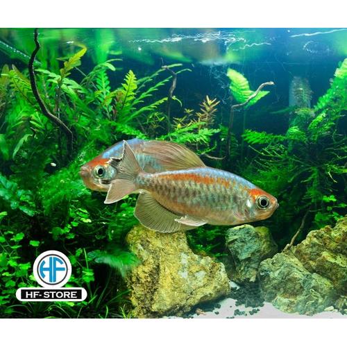 Jual Congo Tetra size 3 - 4cm - Ikan Aquascape gerombol - Kab. Bekasi ...