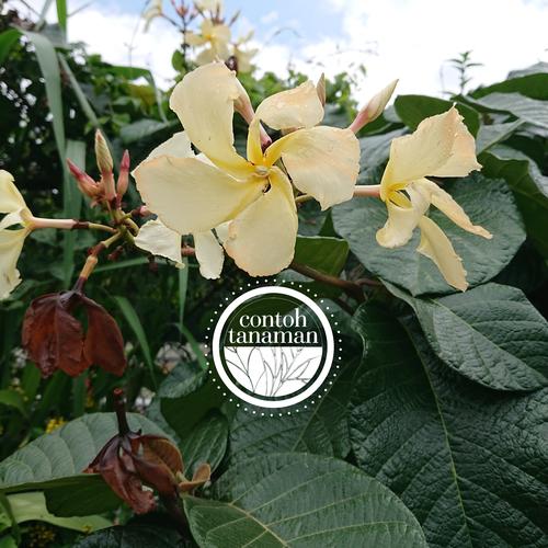 Jual Chonemorpha Fragrans | Frangipani Vine Climbing Tanaman Jatiwangi ...