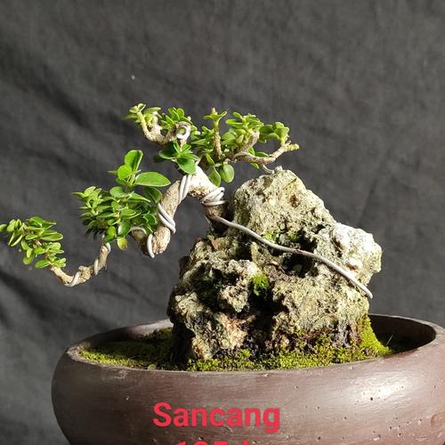 Jual bonsai sancang mame bonsai sacang di atas batu - Kab. Malang ...