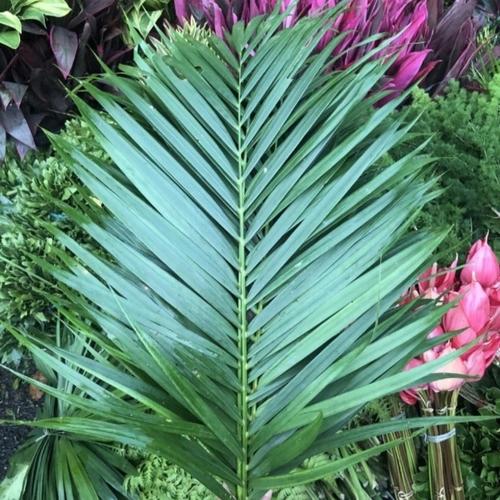 Jual Daun palem asli isi 10 batang - Kota Tangerang Selatan - Bunga ...