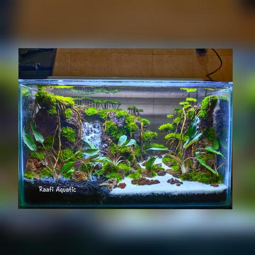 Jual [AQUASCAPE] Aquascape tema Amazonia - Jakarta Selatan - Raafi ...