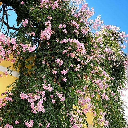 Jual Tanaman Bunga Rambat Bower Vine (Pandorea Jasminoides) Climbing ...