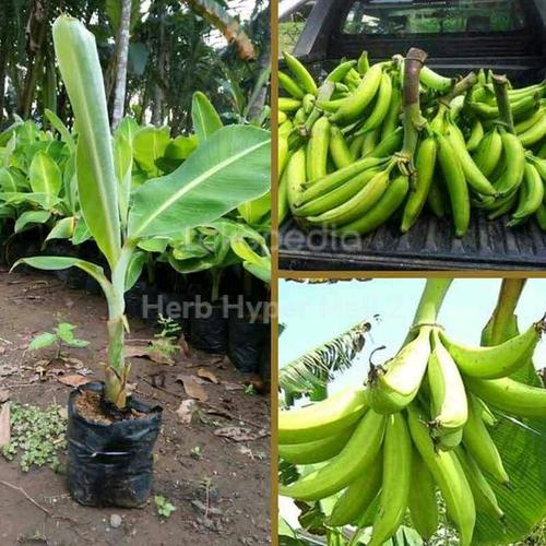 Jual BIBIT PISANG TANDUK MADU SUPER+PUPUK METAN TS IMPORT - Kota Bogor ...