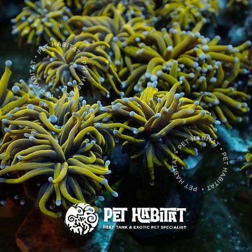 Promo 24k Coral Torch Karang anemon gold Frag sehat bersih WYSIWYG ...