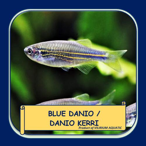 Jual IKAN HIAS AIR TAWAR - BLUE DANIO / DANIO KERRI - L - Jakarta Pusat ...